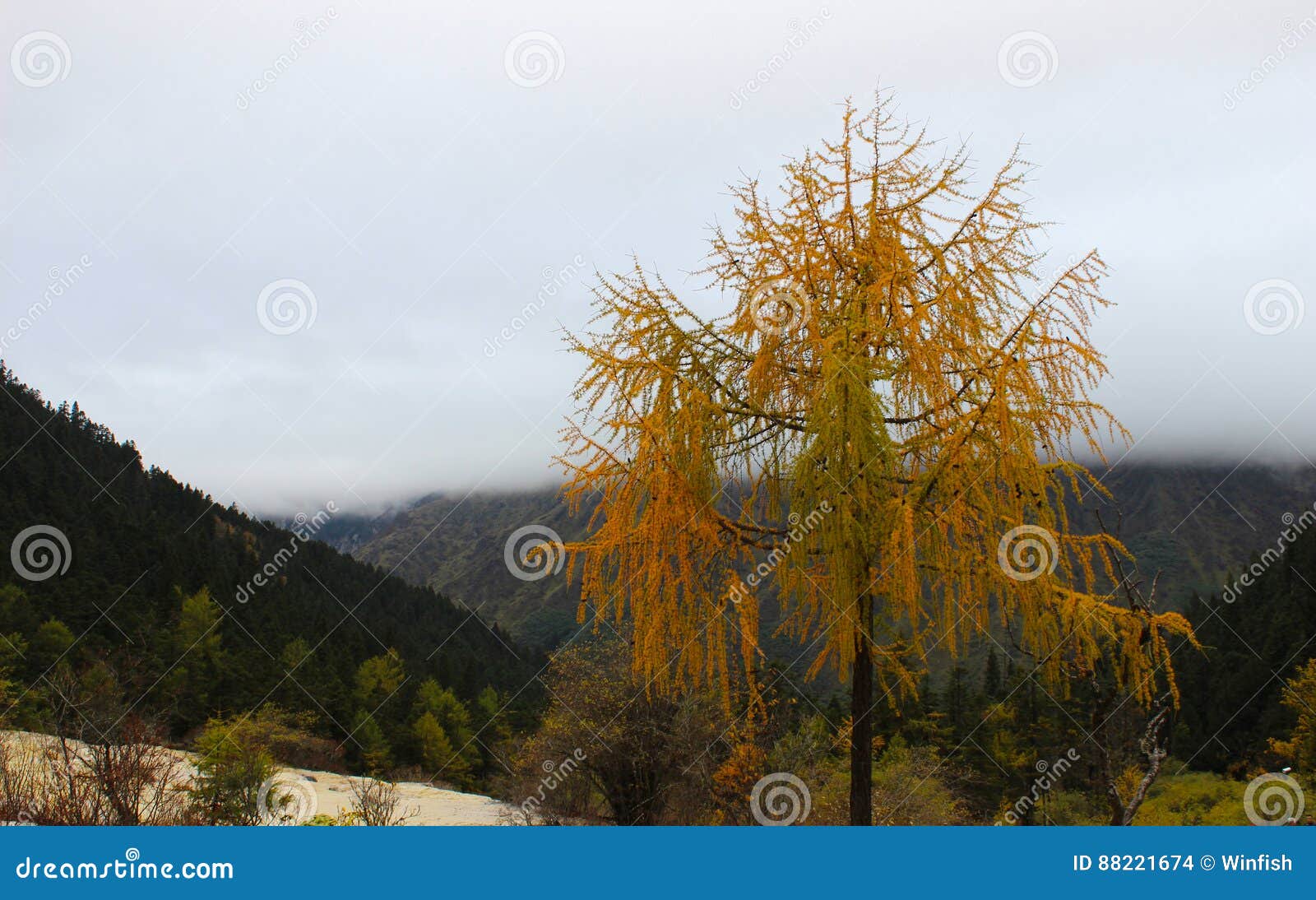 Beautiful Yellow Tree in the Mountains Stock Photo - Image of forest ...