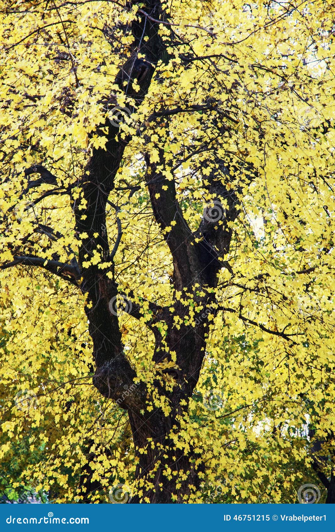 Beautiful yellow tree stock image. Image of bright, october - 46751215