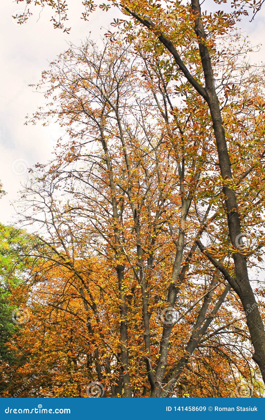 Beautiful Yellow Trees in the Fall Stock Image - Image of young, foot ...