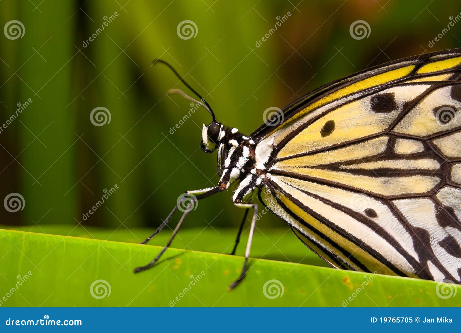 Beautiful Yellow Tropical Butterfly Stock Image - Image of leaf, insect ...