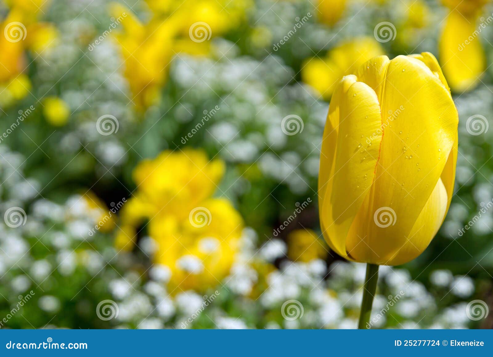 Beautiful yellow tulip stock photo. Image of flower, blossom - 25277724