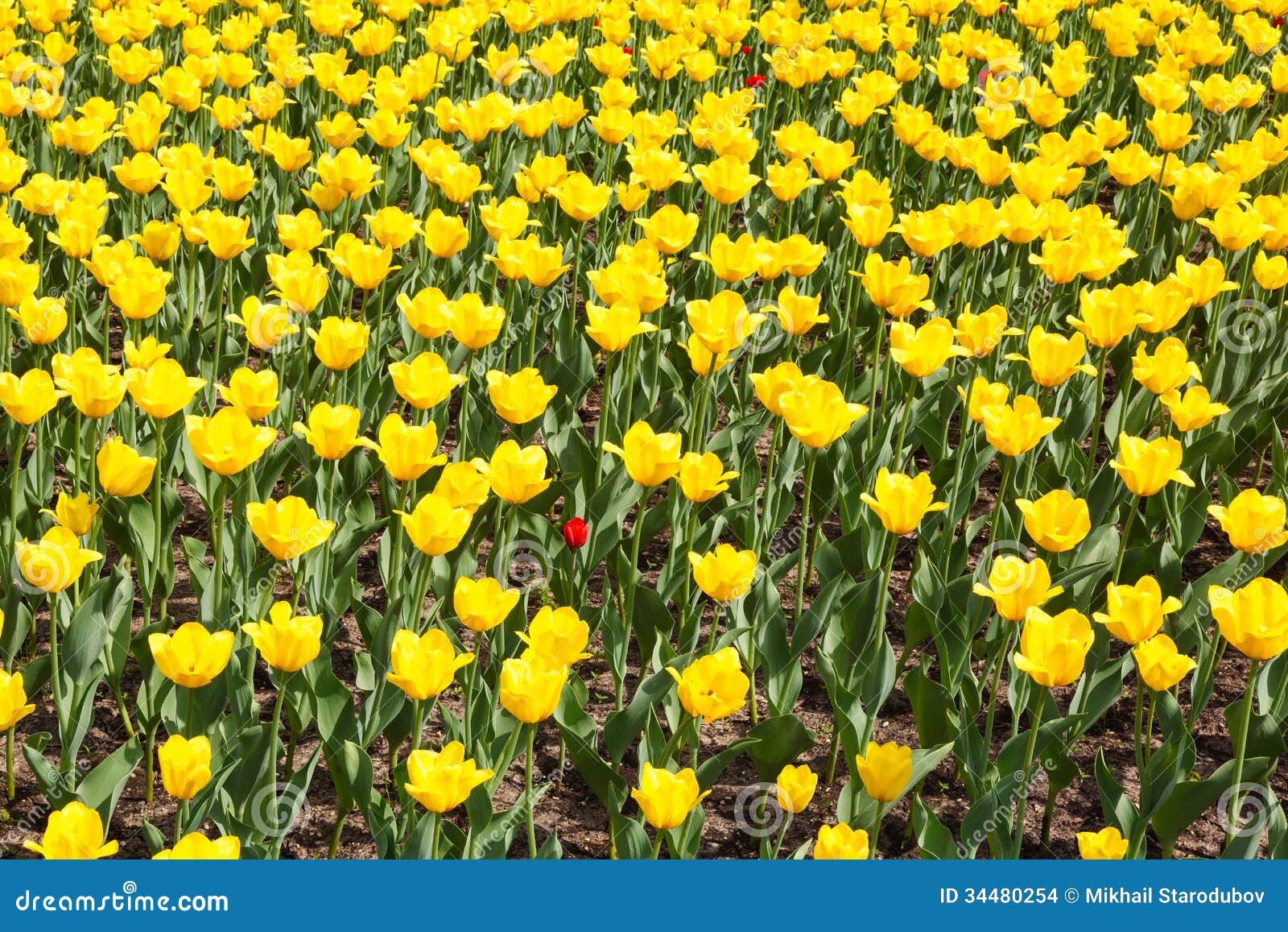 Beautiful Yellow Tulip Field in Spring Stock Photo - Image of petal ...