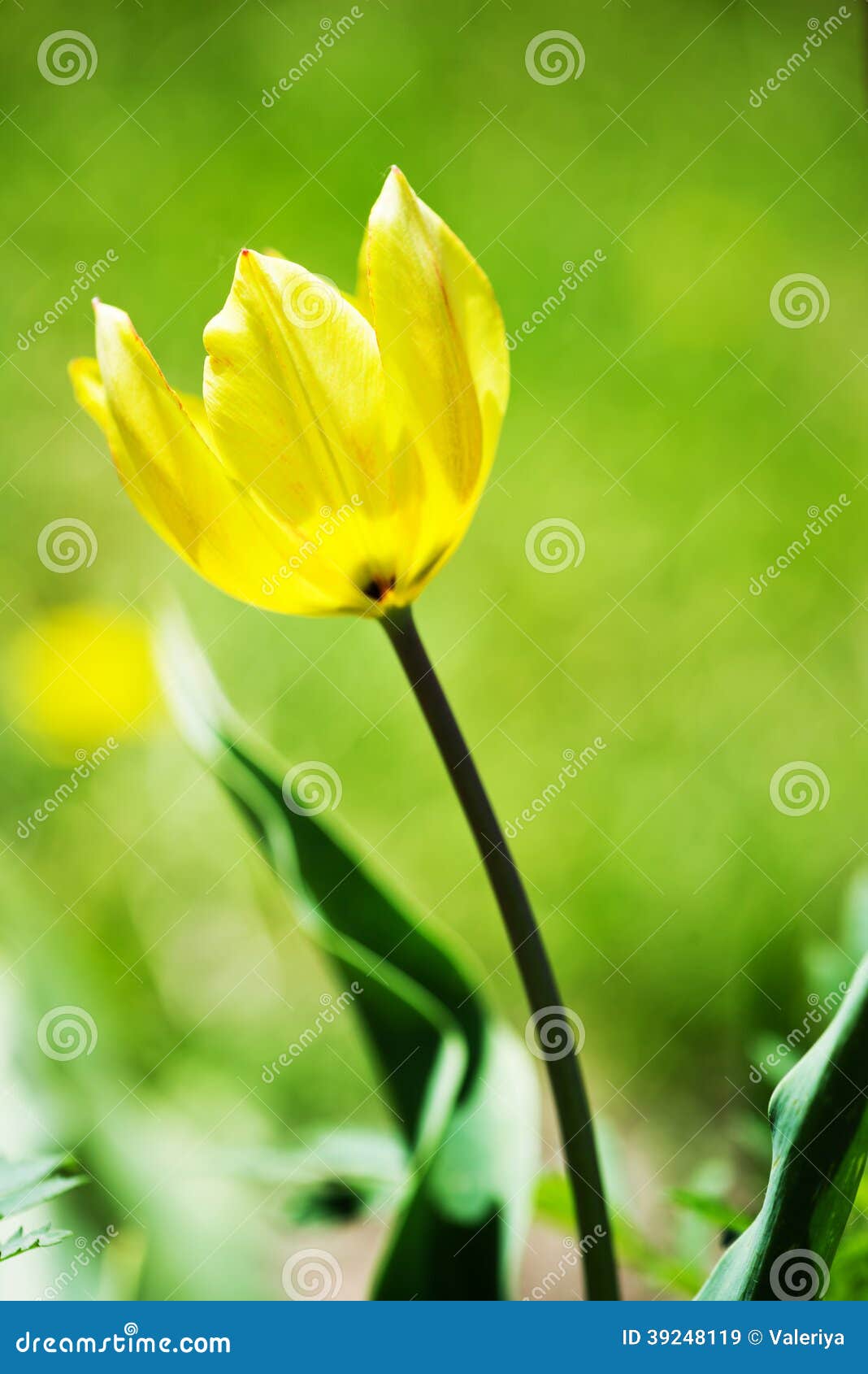 Beautiful yellow tulip stock image. Image of blossom - 39248119