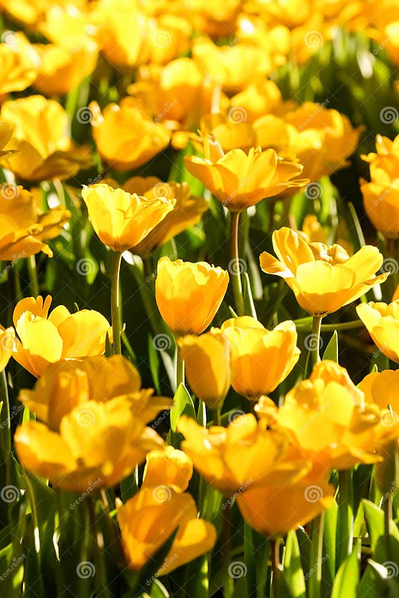 Beautiful yellow tulips stock photo. Image of biology - 27659764