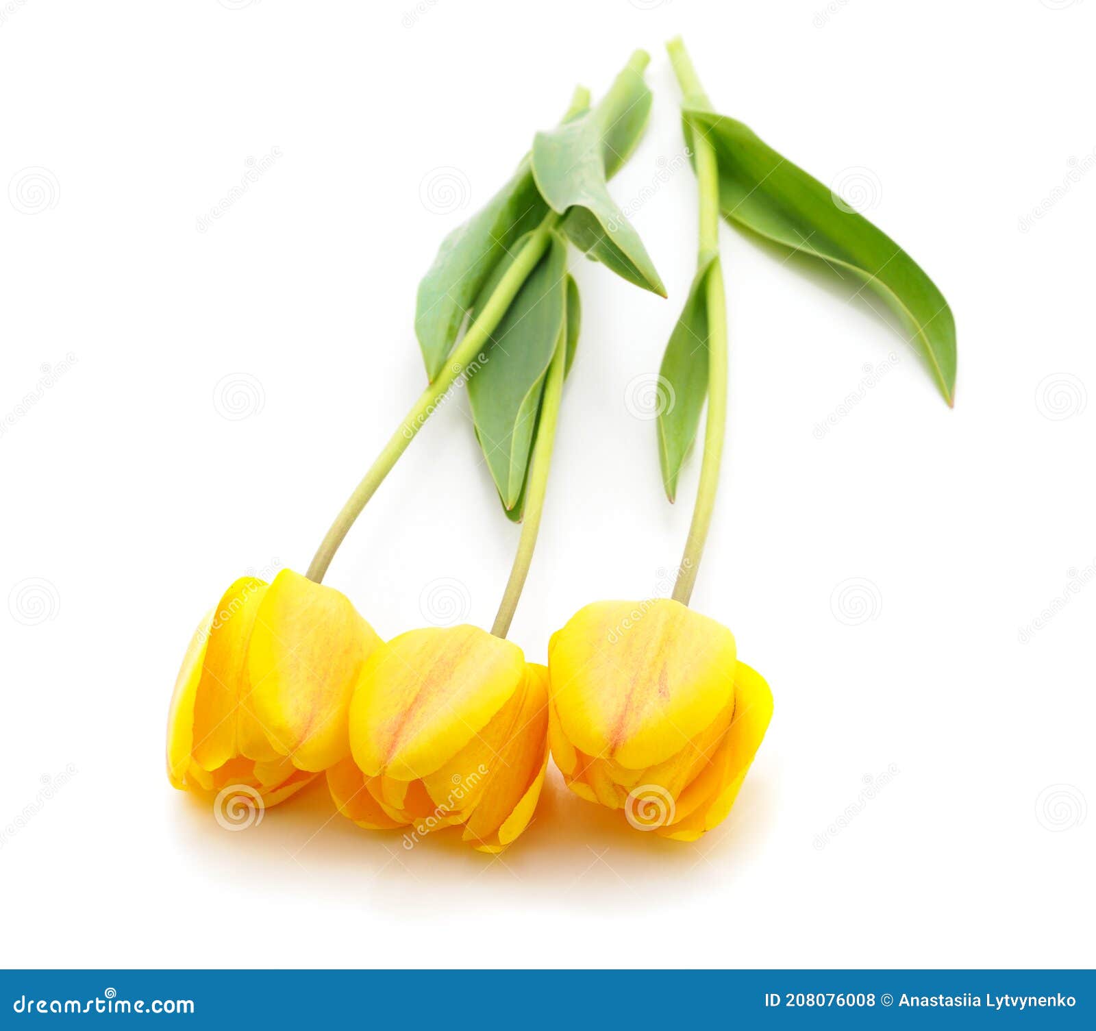 Beautiful yellow tulips stock photo. Image of closeup - 208076008
