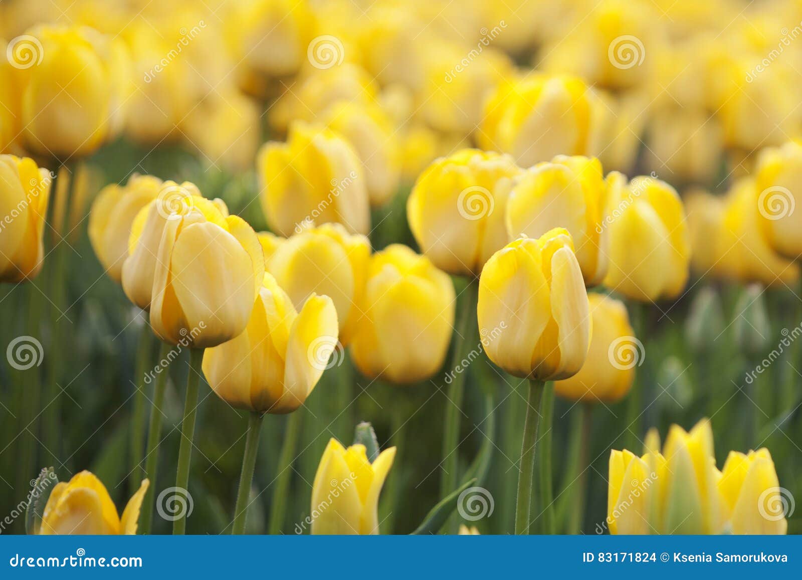 Beautiful Yellow Tulips. Nature Spring Background Stock Photo - Image ...