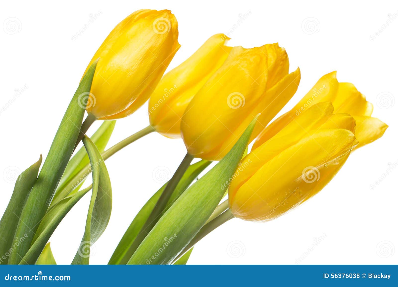 Beautiful Yellow Tulips Over the White Background Stock Photo - Image ...