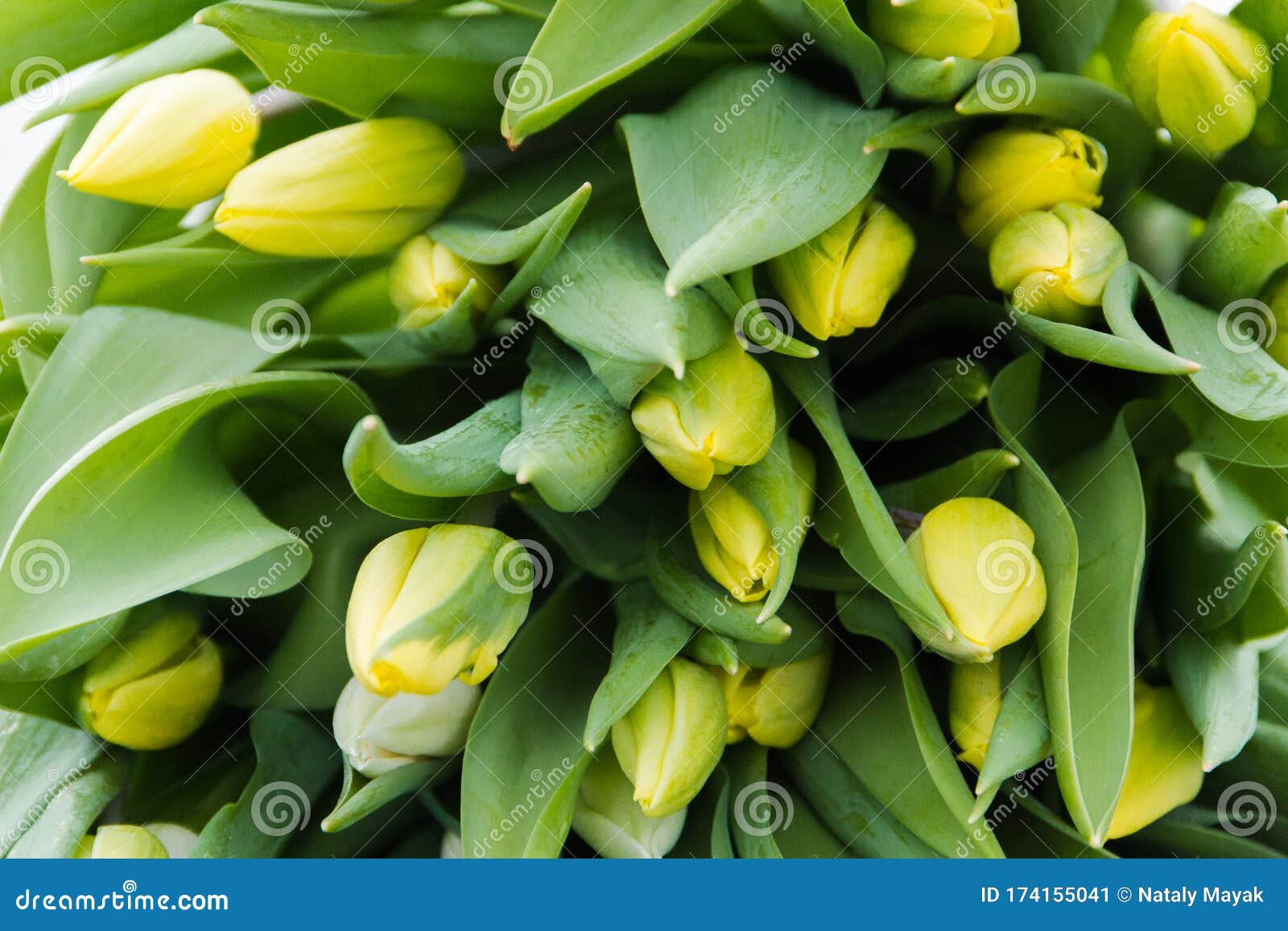 Beautiful Yellow Tulips, Spring Flowers Floriculture. Selective Focus ...