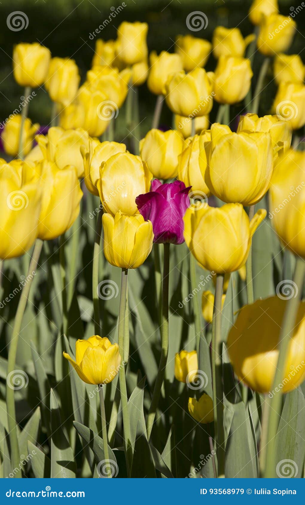 Beautiful Yellow Tulips. Spring Flowers. Stock Image - Image of lilac ...