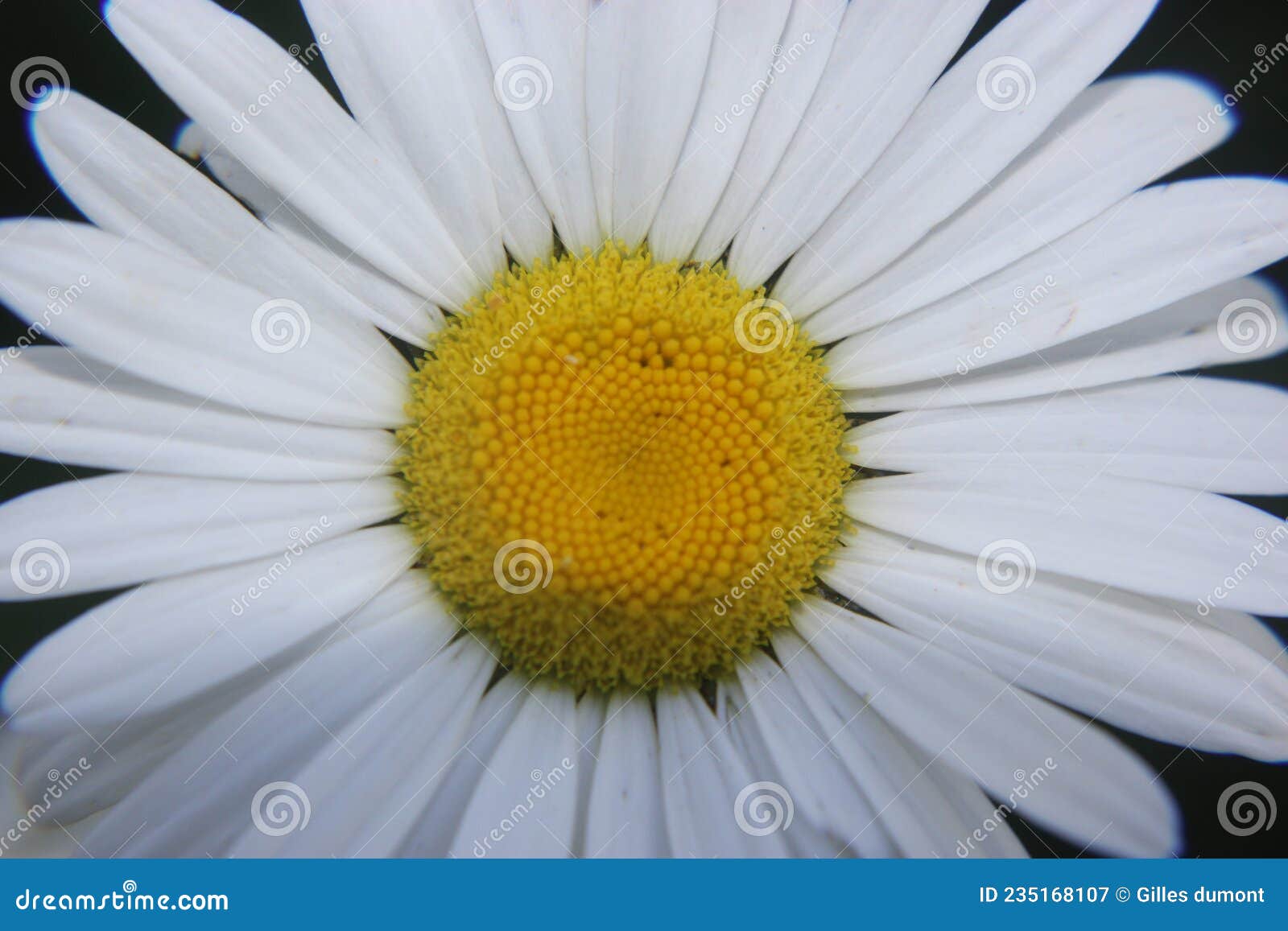 Beautiful Yellow and White Fliwer Stock Image - Image of yellow, white ...