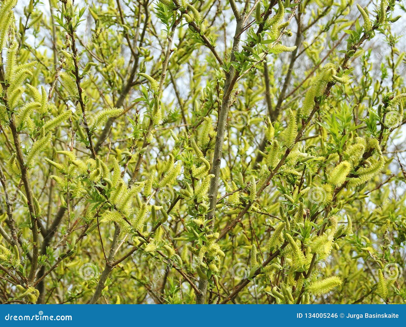 Beautiful Yellow Willow in Spring, Lithuania Stock Photo - Image of ...