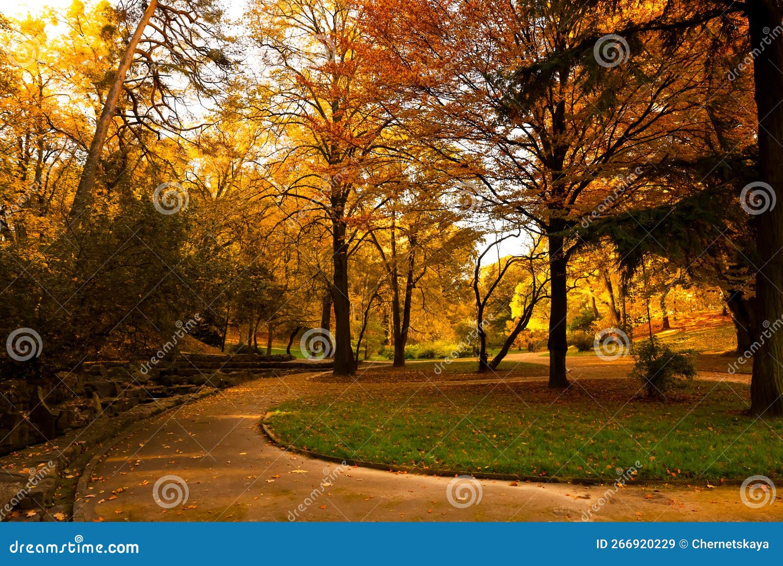 Beautiful Yellowed Trees and Pathway in Park Stock Image - Image of ...