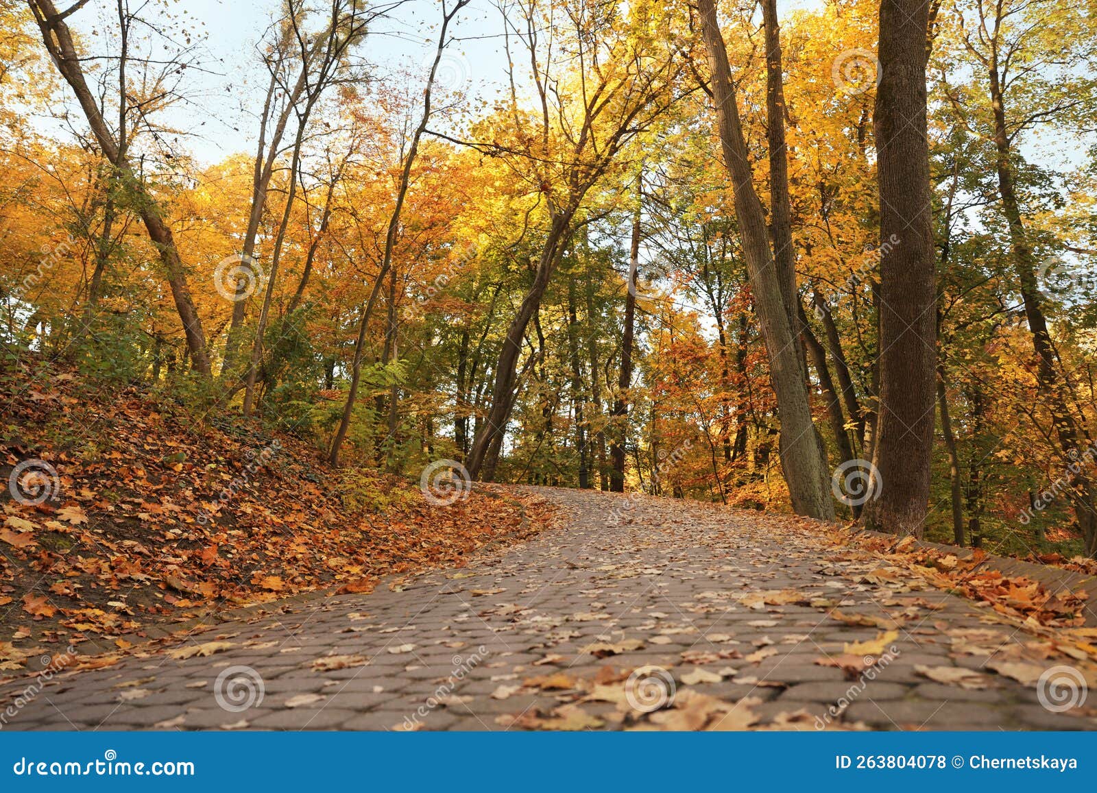 Beautiful Yellowed Trees and Paved Pathway in Park Stock Photo - Image ...
