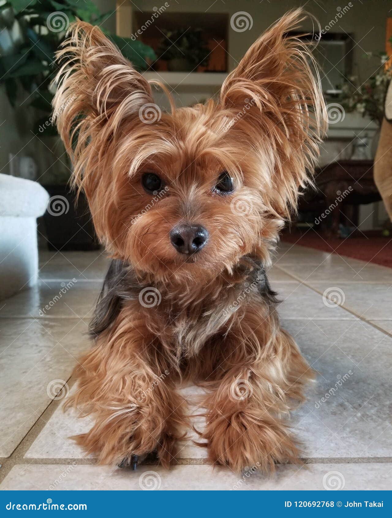 Beautiful Yorkie Yorkshire Terrier on Tile Floor Stock Photo - Image of ...