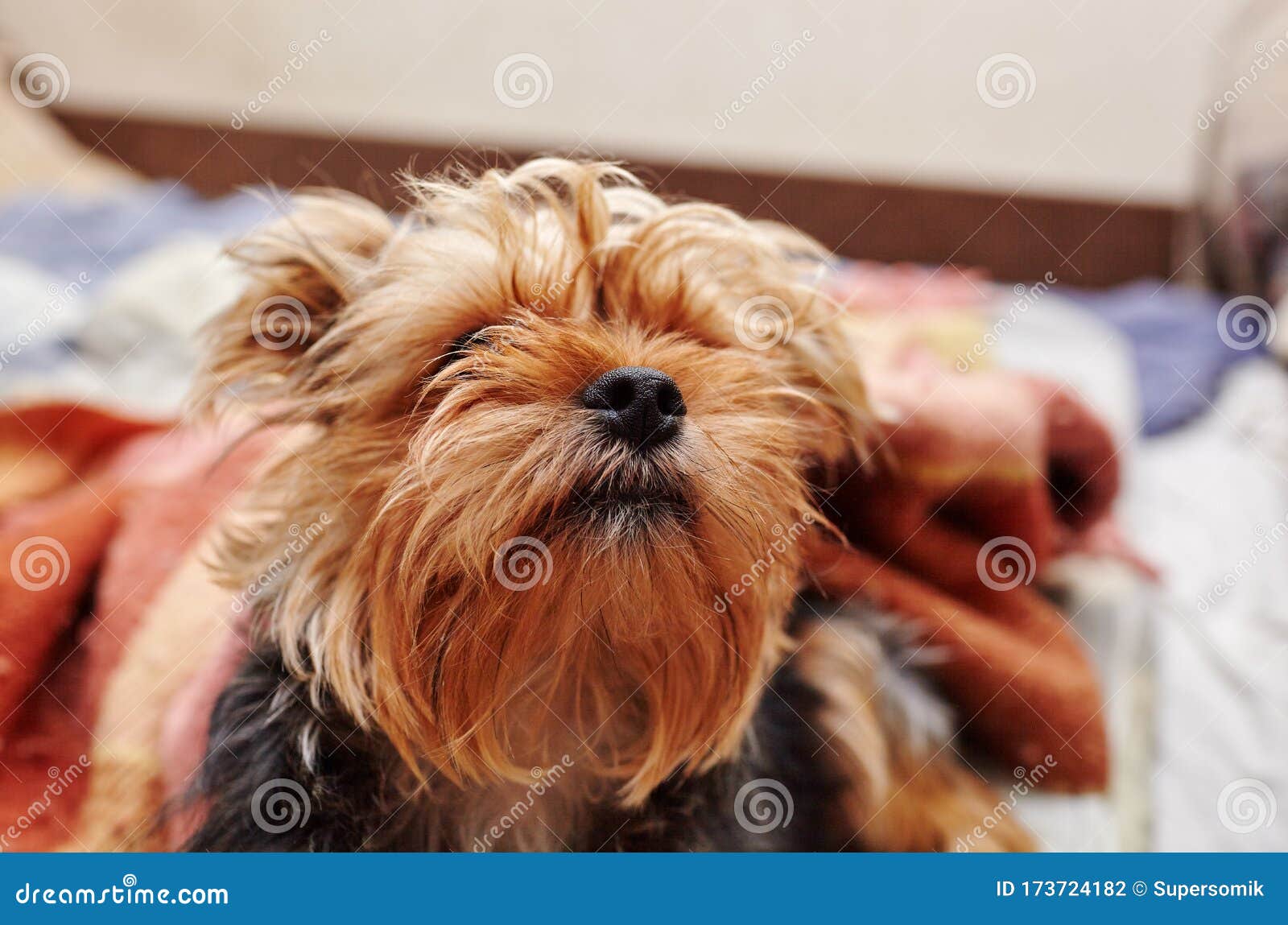 Beautiful Yorkshire Terrier on the Bed Stock Photo - Image of fluffy ...