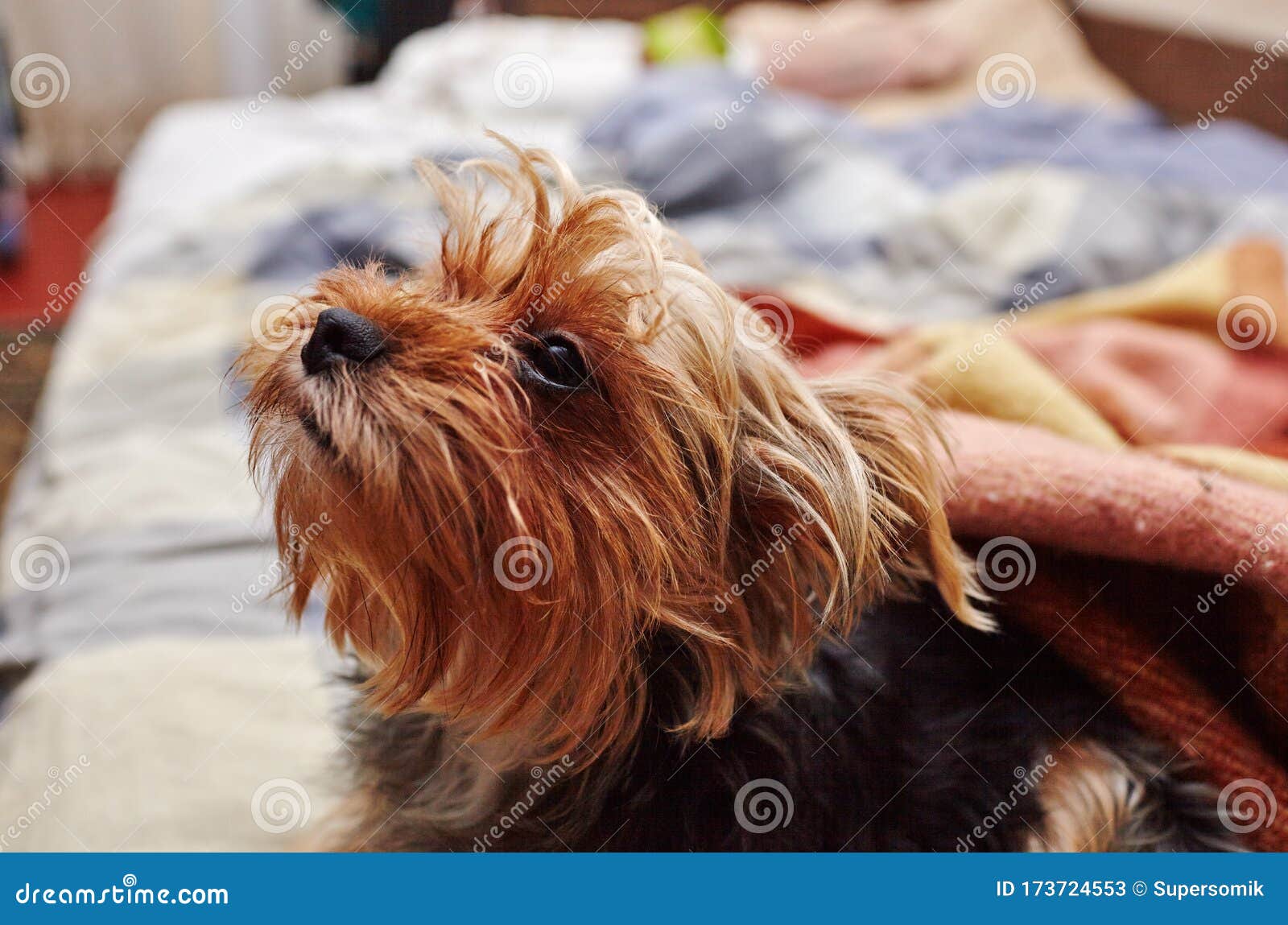 Beautiful Yorkshire Terrier on the Bed Stock Image - Image of hairstyle ...