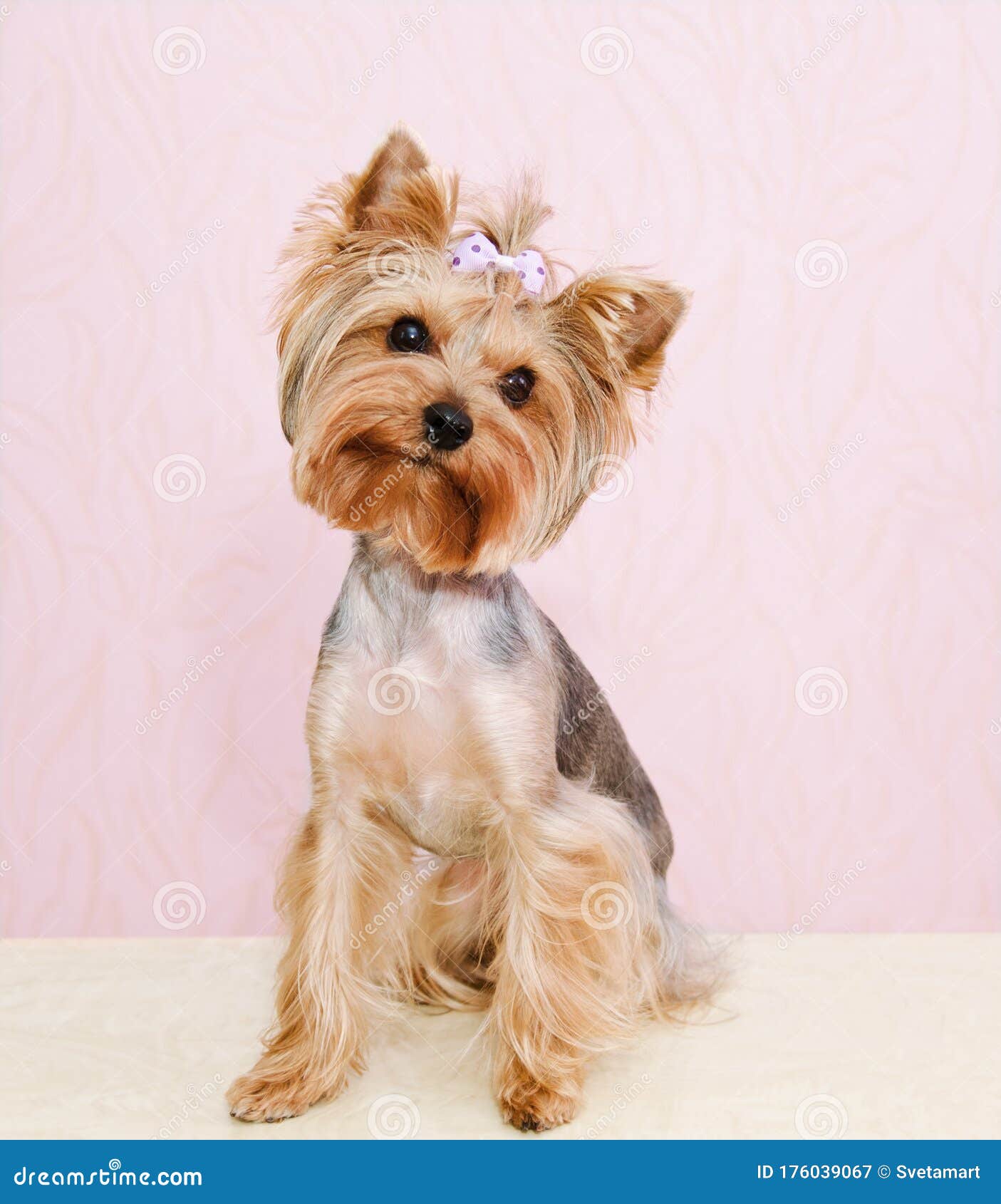 Beautiful Yorkshire Terrier with Bow Stock Image - Image of canine ...