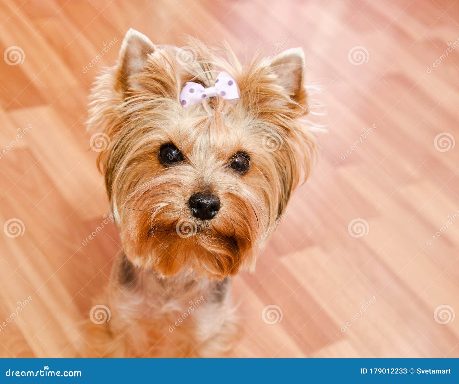Beautiful Yorkshire Terrier with Bow Stock Image - Image of closeup ...