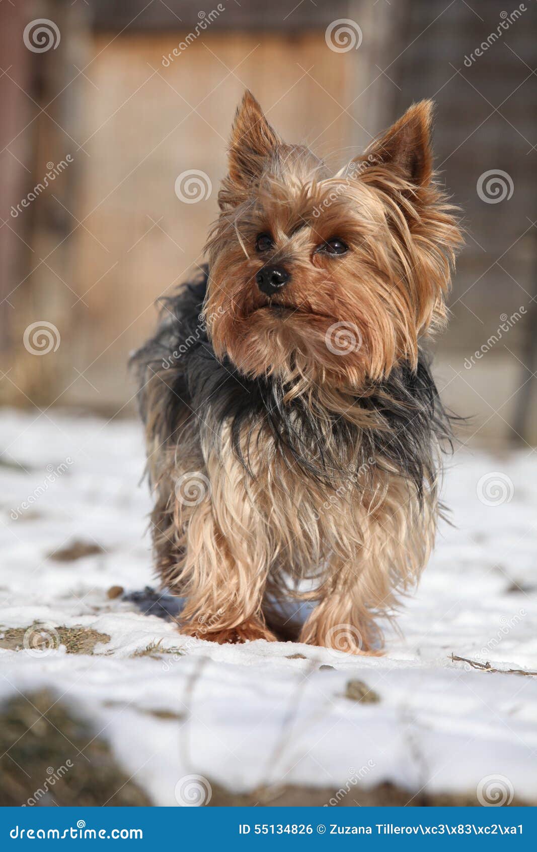 Beautiful Yorkshire Terrier in Winter Stock Photo - Image of pedigree ...