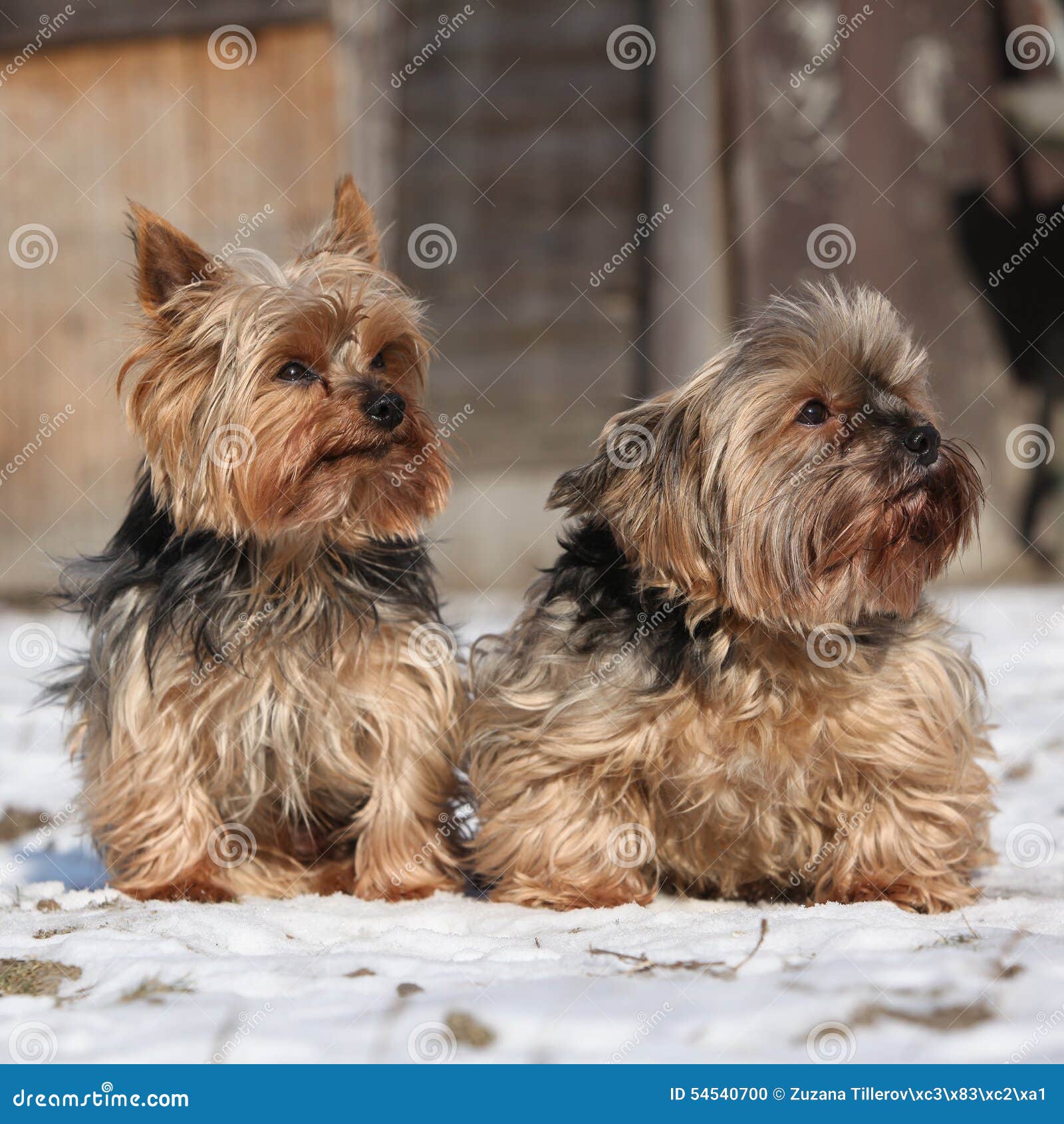 Beautiful Yorkshire Terriers in Winter Stock Photo - Image of terrier ...