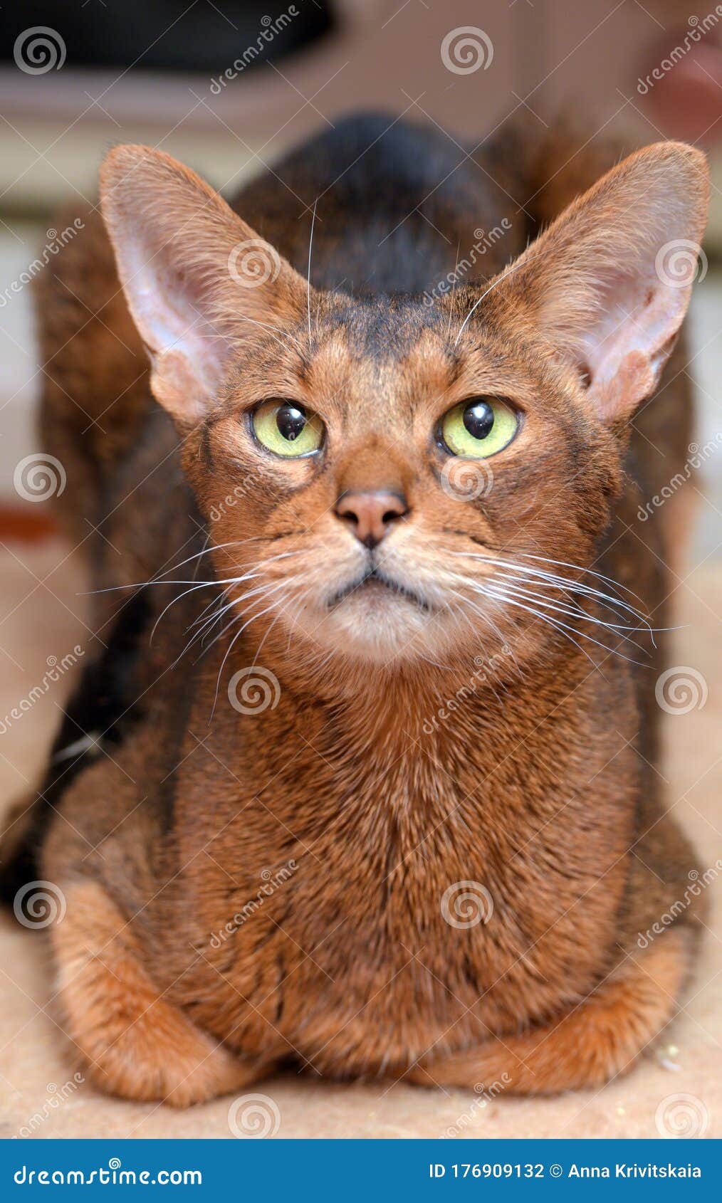 Beautiful Young Abyssinian Cat Stock Photo - Image of carnivore ...