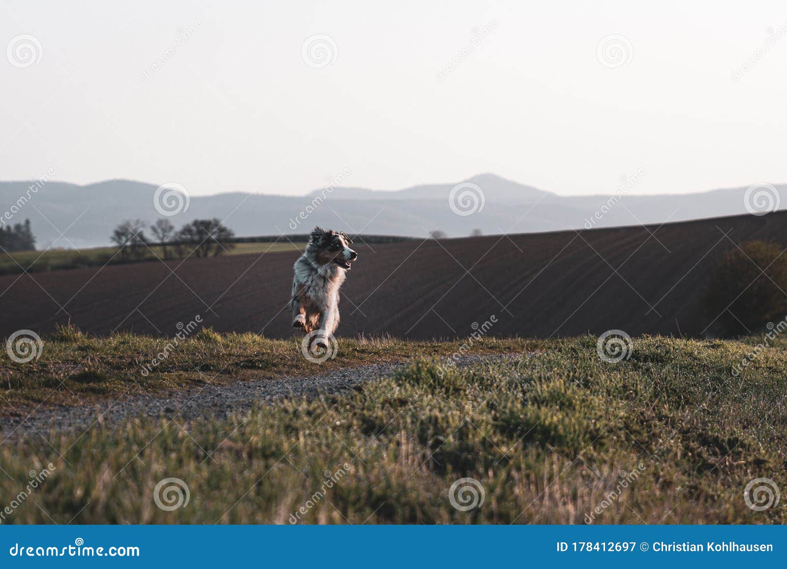 Beautiful Young Australian Shepherd Going for a Walk Alone Stock Image ...