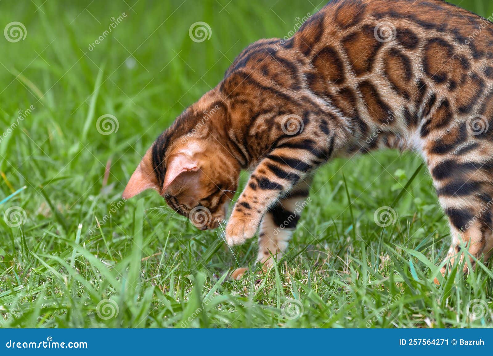 Beautiful Young Bengal Cat in the Garden Stock Image - Image of funny ...