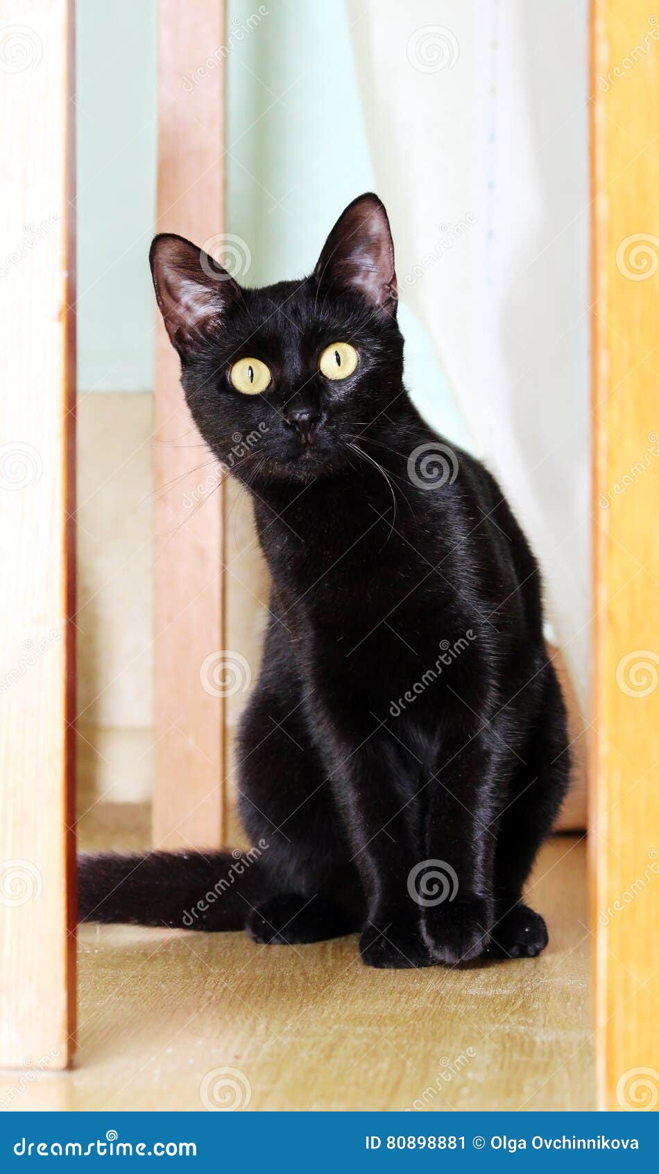 Beautiful Young Black Cat in Home Interior. Stock Image - Image of hair ...