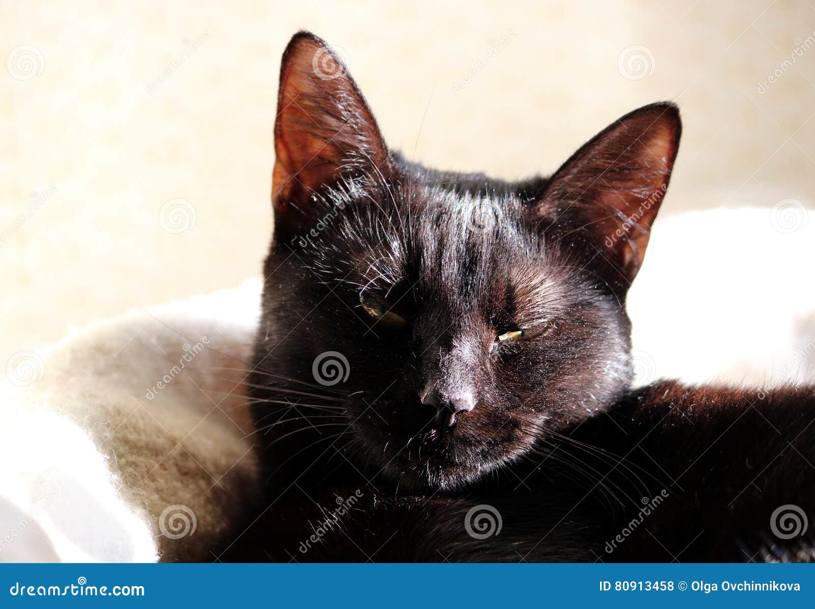 Beautiful Young Black Cat in Home Interior. Stock Photo - Image of face ...