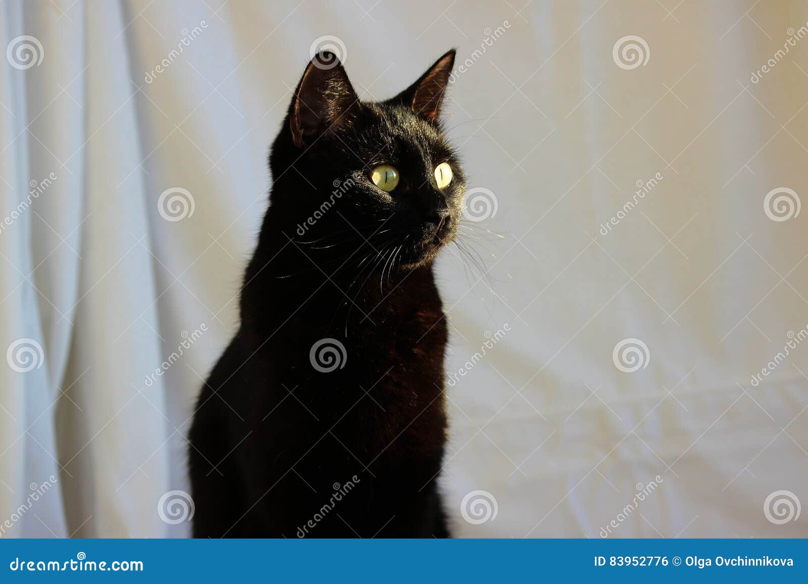 Beautiful Young Black Cat in Home Interior Stock Photo - Image of look ...
