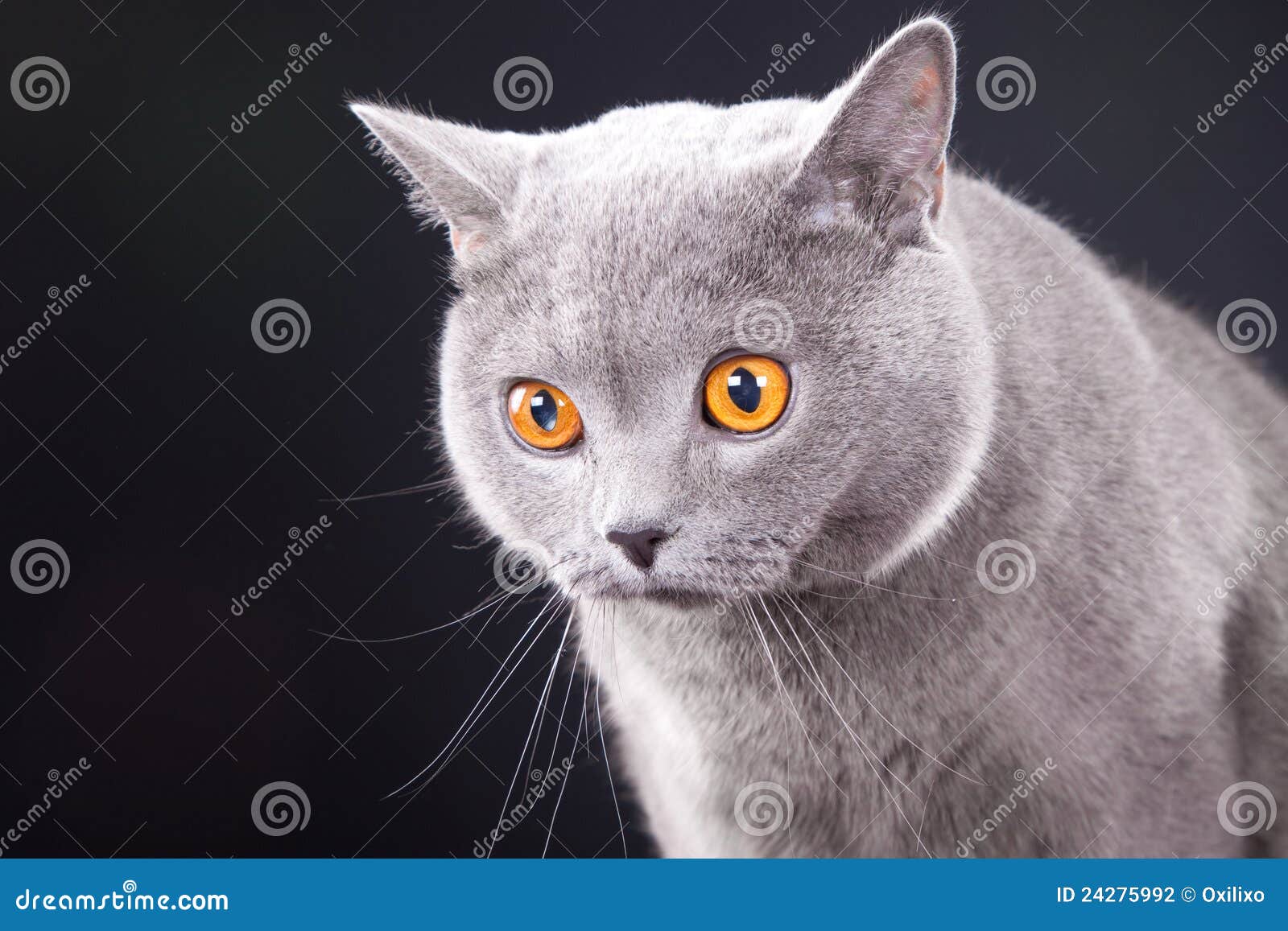 Beautiful Young British Blue Cat on Black Stock Photo - Image of yellow ...