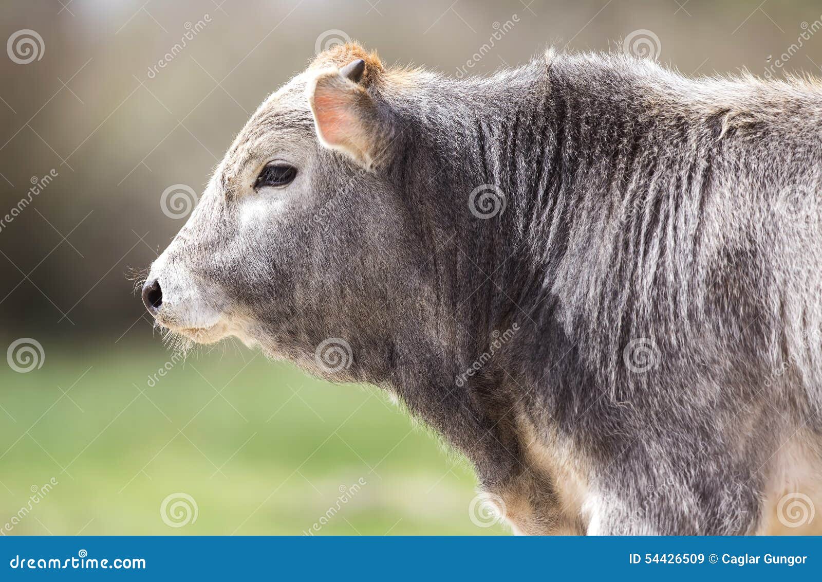 Beautiful Young Bull stock image. Image of cowhide, young - 54426509
