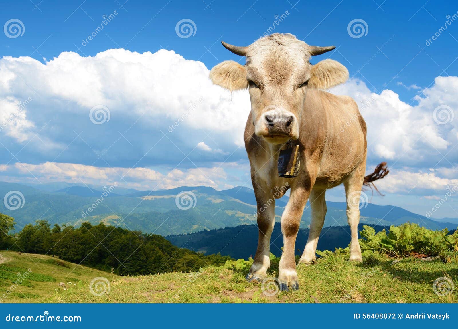 Beautiful Young Calf in the Mountains on the Background of Cloud Stock ...