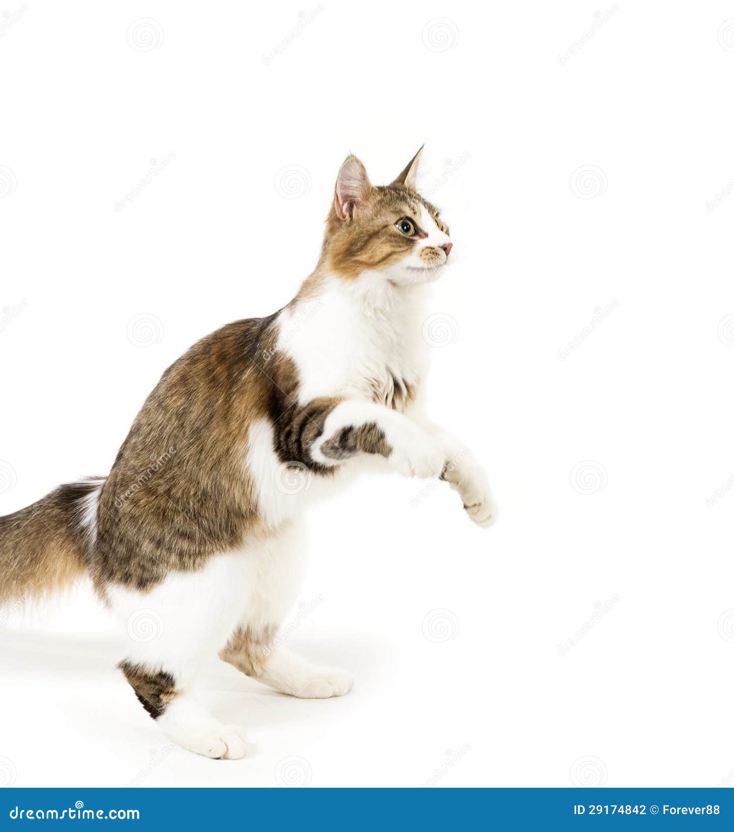 Beautiful young cat stock photo. Image of pedigreed, eyes - 29174842