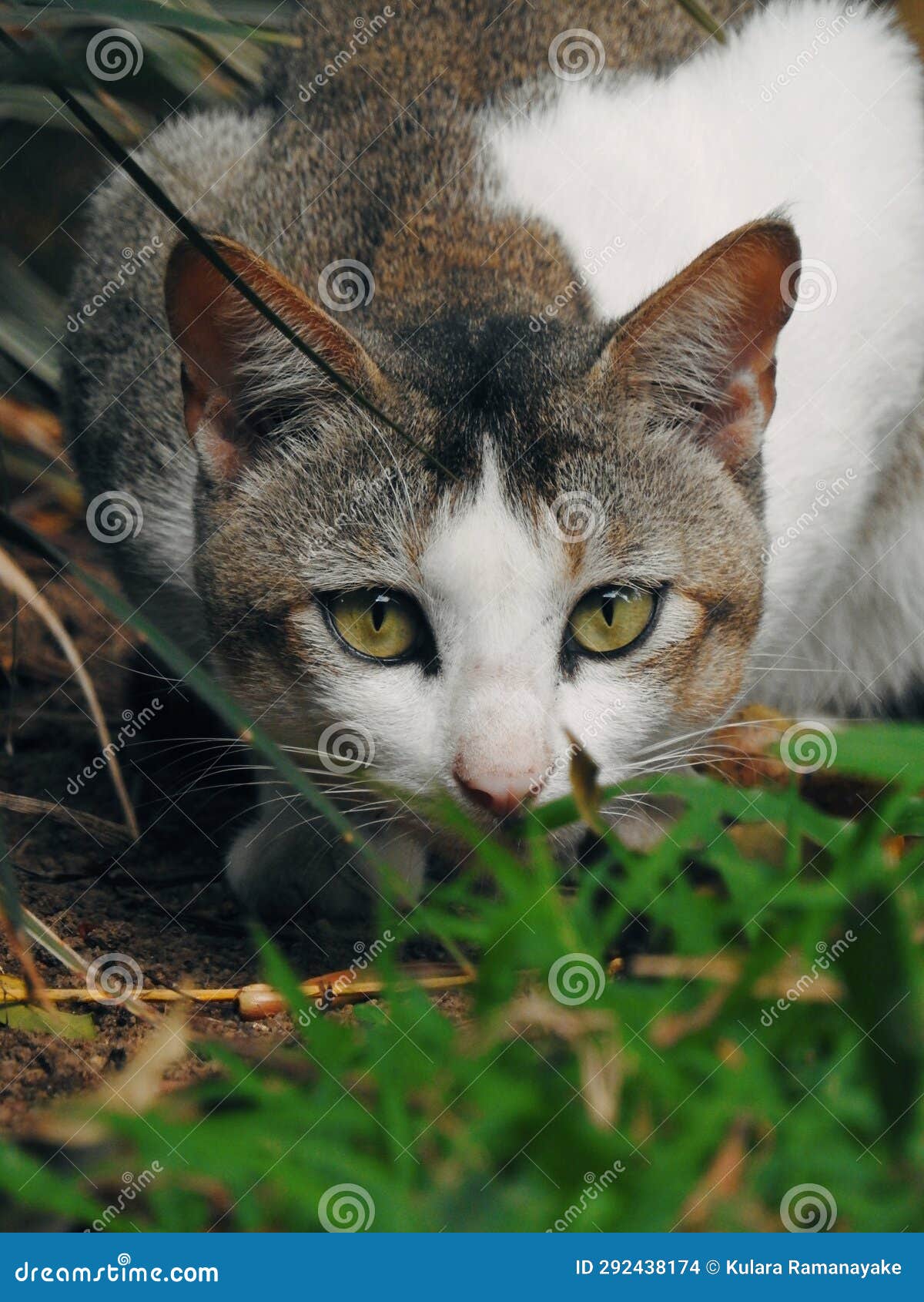 Beautiful Young Cat Reddy for the Victim Stock Photo - Image of victim ...