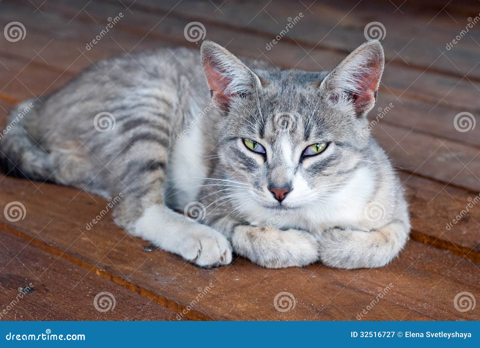 Beautiful young cat stock image. Image of pets, closeup - 32516727