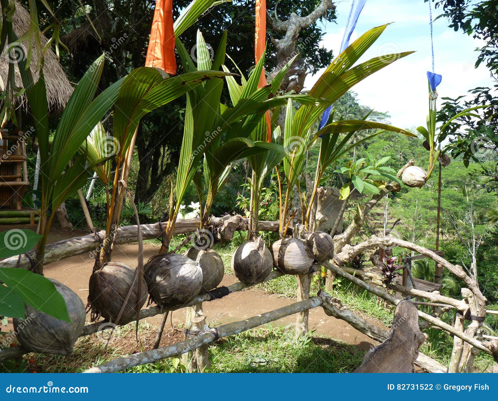 Beautiful Young Coconut Plants Grown Directly from Coconuts. Stock ...