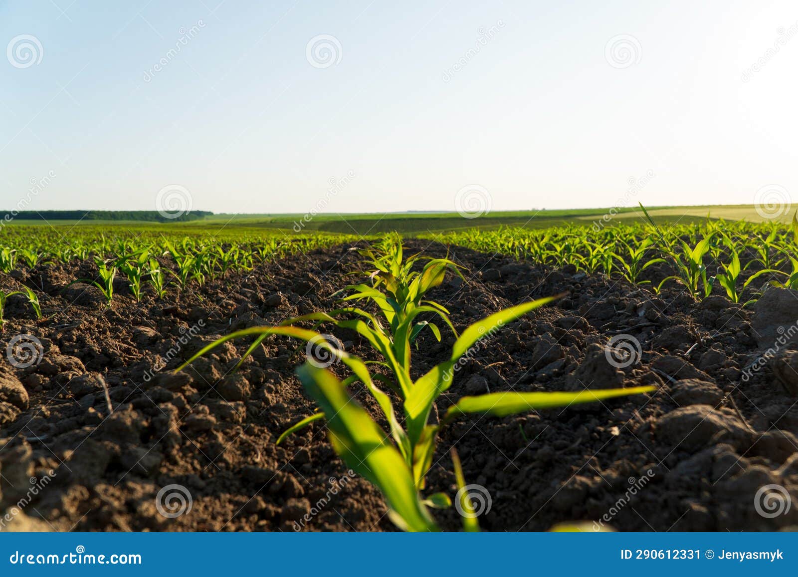 Beautiful Young Corn. Corn Grows in Rows. Corn Field Stock Image ...