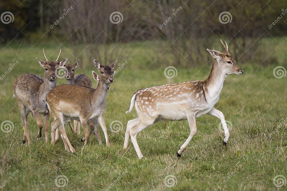 Beautiful Young Deer Flock Running Stock Photo - Image of flock, autumn ...