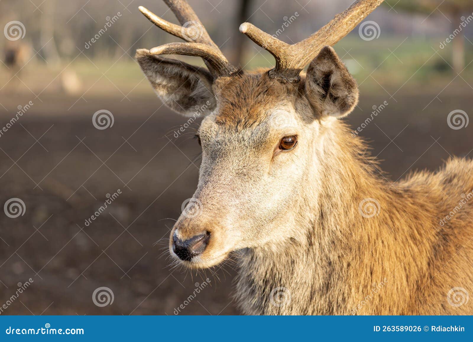 Beautiful Young Deer with Short Antlers Portrait Stock Photo - Image of ...