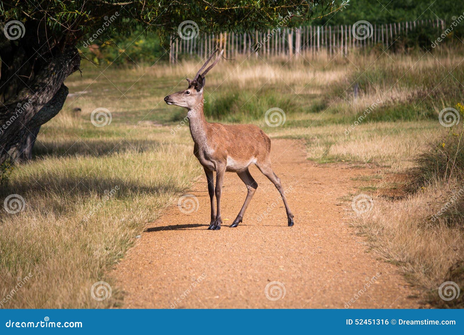 Beautiful Young Deer Standning Alone Road Stock Photos - Free & Royalty ...