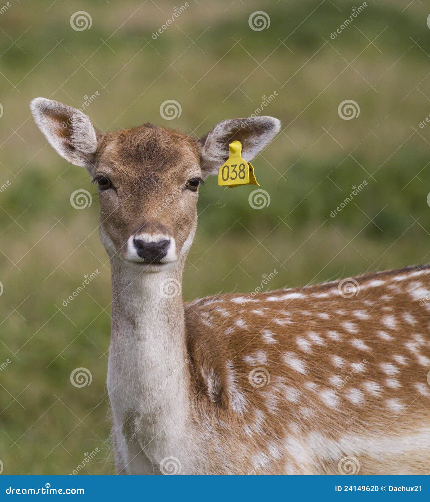 Beautiful young doe stock photo. Image of female, game - 24149620