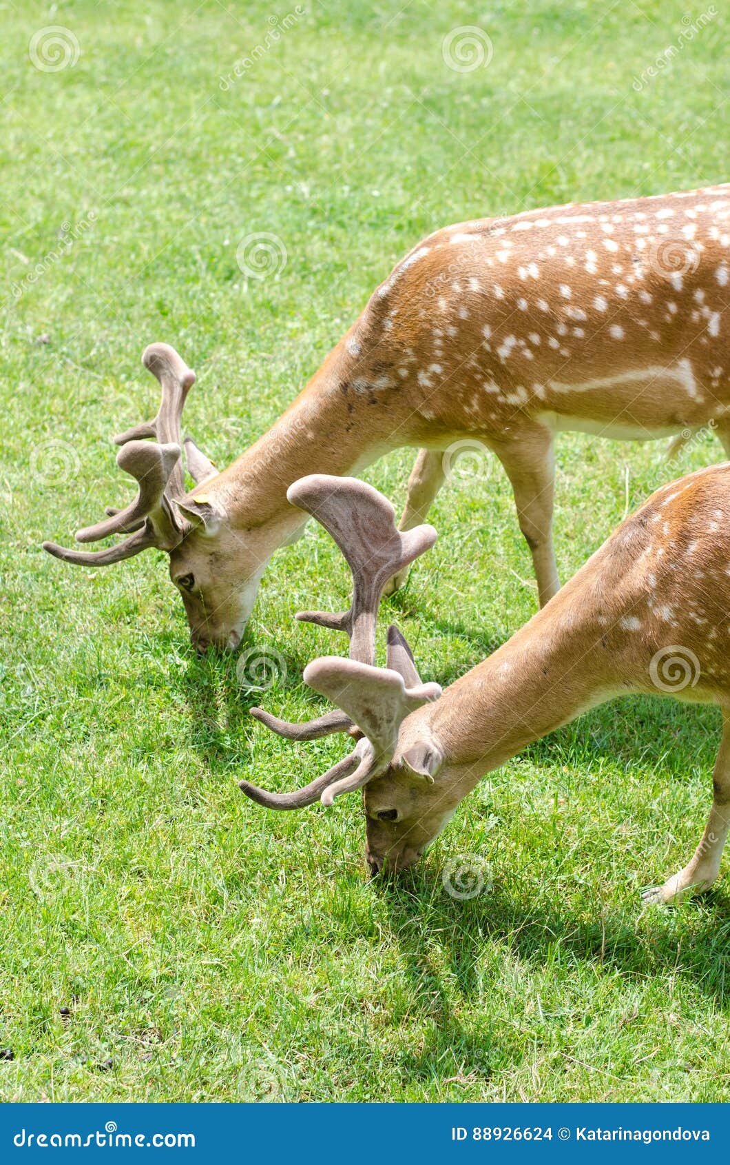 Beautiful young doe stock photo. Image of vertical, young - 88926624