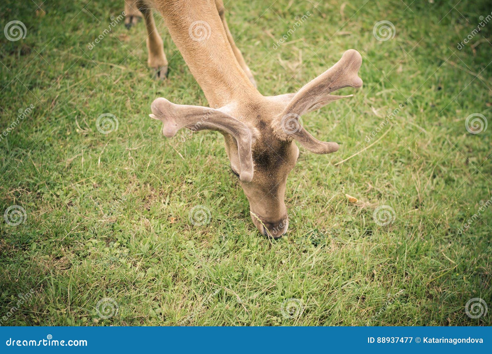 Beautiful young doe stock image. Image of horizontal - 88937477