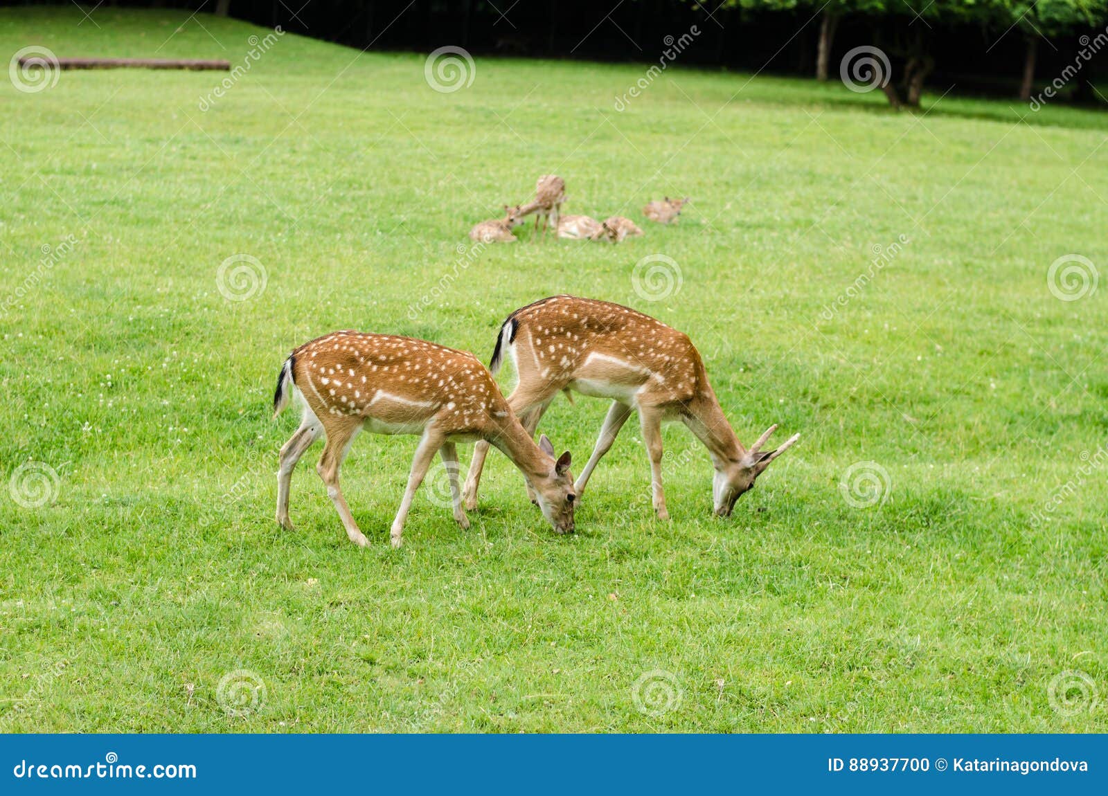 Beautiful young doe stock photo. Image of wildness, herbivore - 88937700