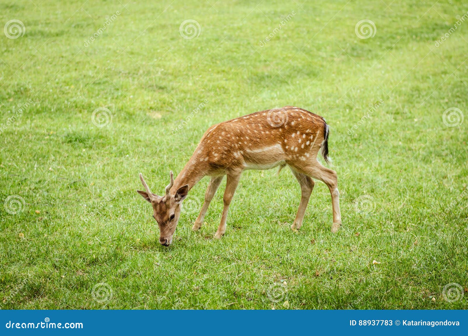 Beautiful young doe stock image. Image of mammal, nature - 88937783