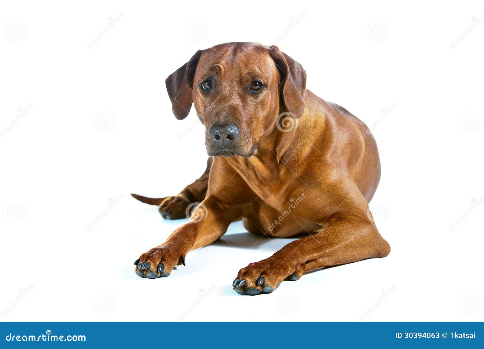 234 Beautiful Young Dog Rhodesian Ridgeback Isolated White Stock Photos ...