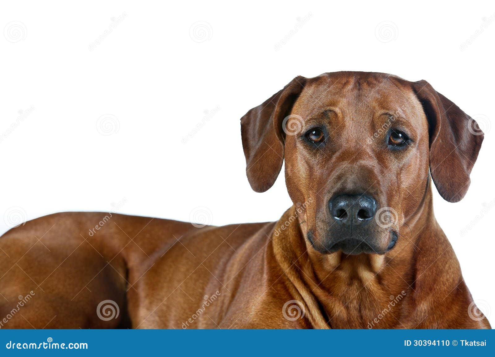 Beautiful Young Dog Rhodesian Ridgeback Isolated On White Stock Photo ...
