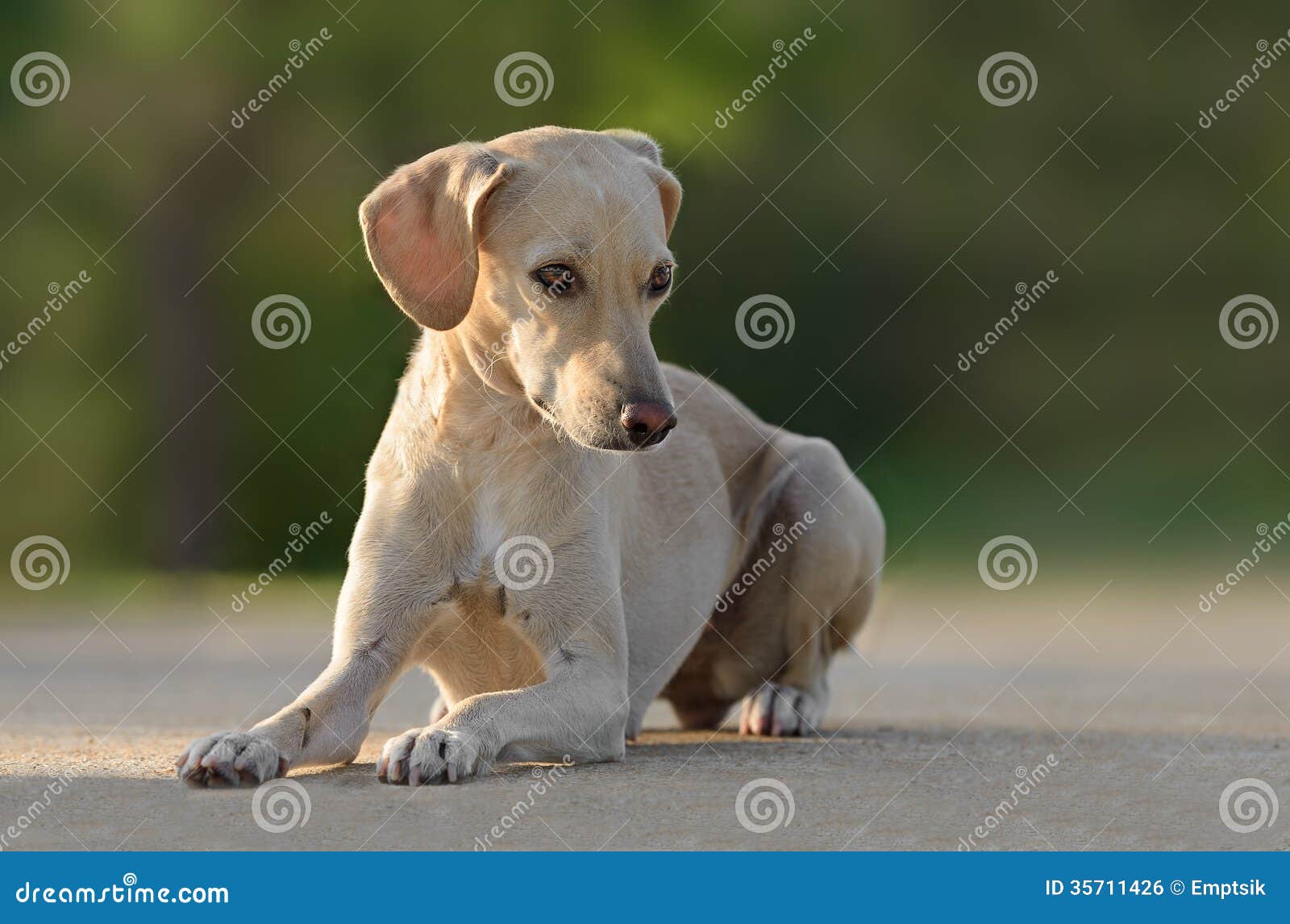 Beautiful young female dog stock photo. Image of domestic - 35711426