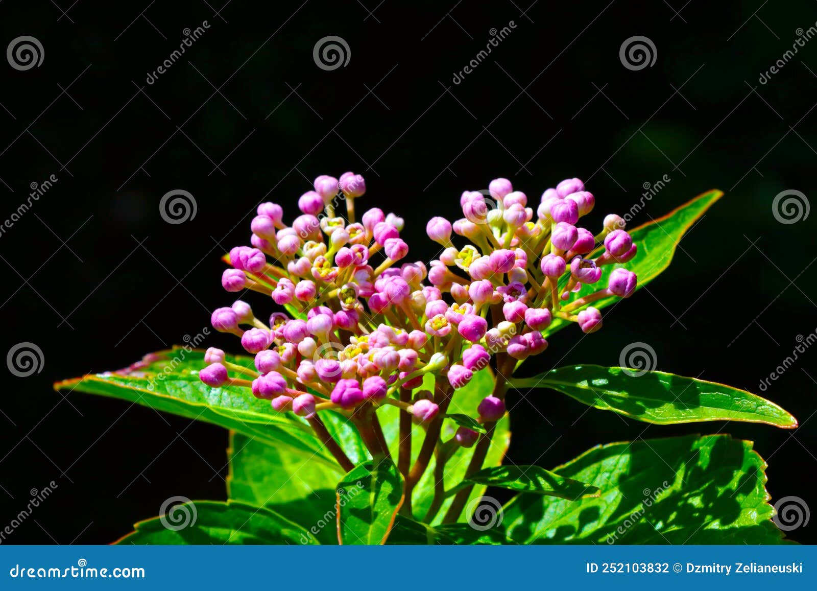Beautiful Young Flowering Branch of a Bush on a Black Background. Stock ...